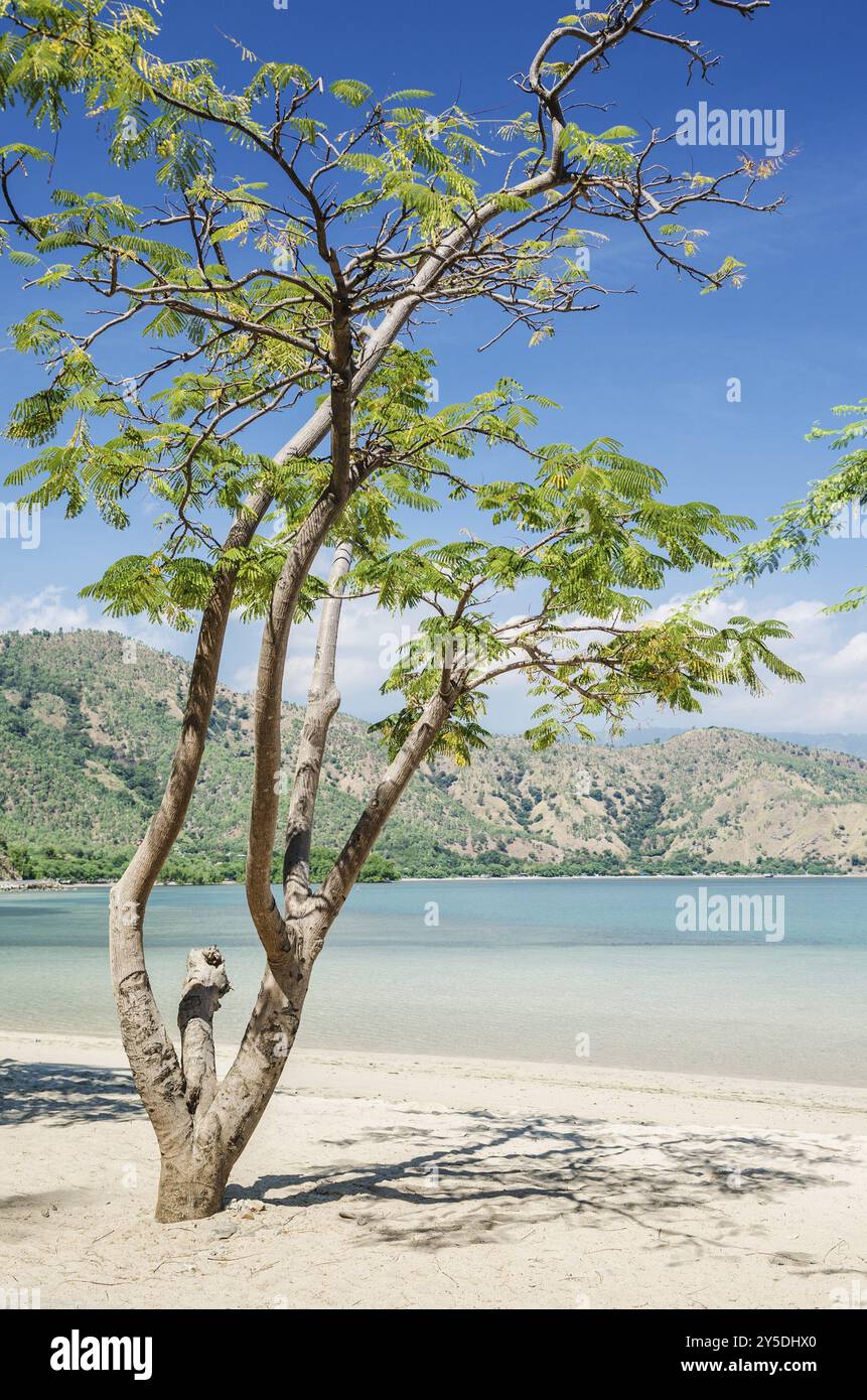 Areia branca beach near dili east timor, timor leste Stock Photo - Alamy