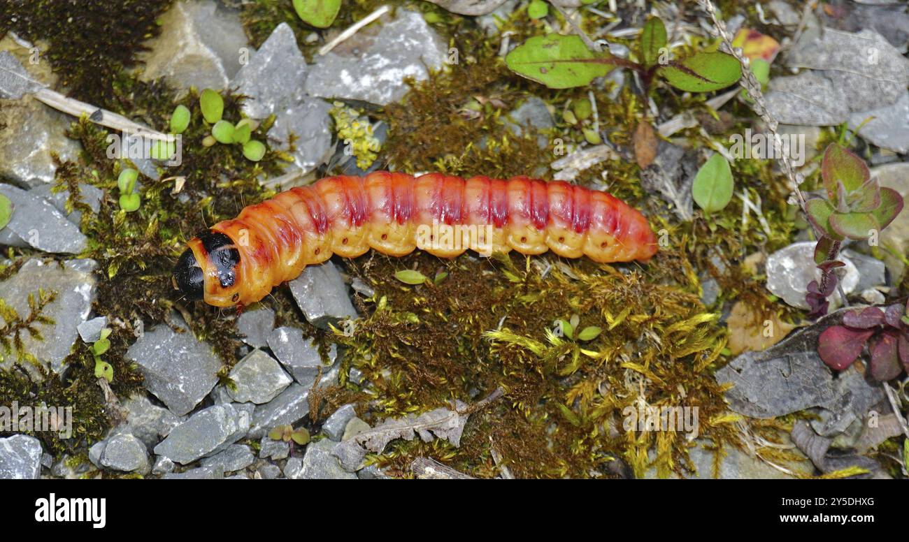 Willow borer, Cossus cossus Caterpillar of goat moth Stock Photo - Alamy