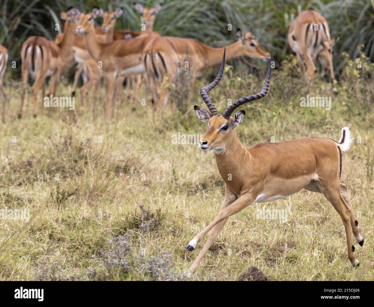 Impalas jumping hi-res stock photography and images - Alamy