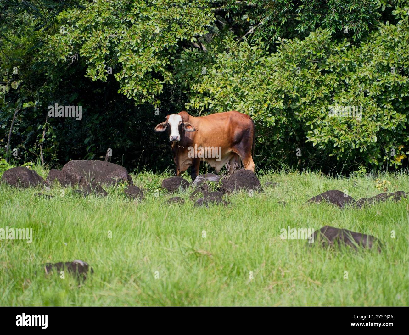 Cow in natural habitat hi-res stock photography and images - Alamy