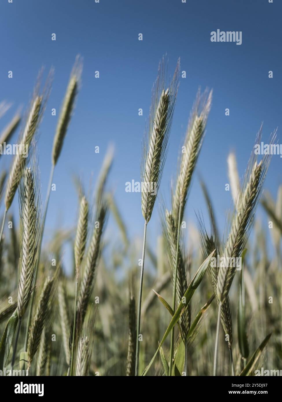 Rye, a type of grain that occurs predominantly in temperate latitudes ...
