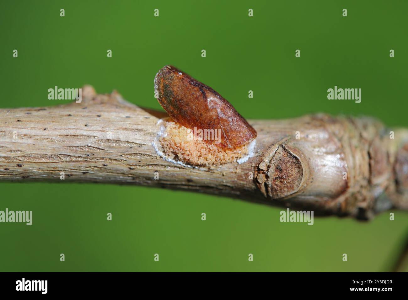 Agricultural scale hi-res stock photography and images - Alamy