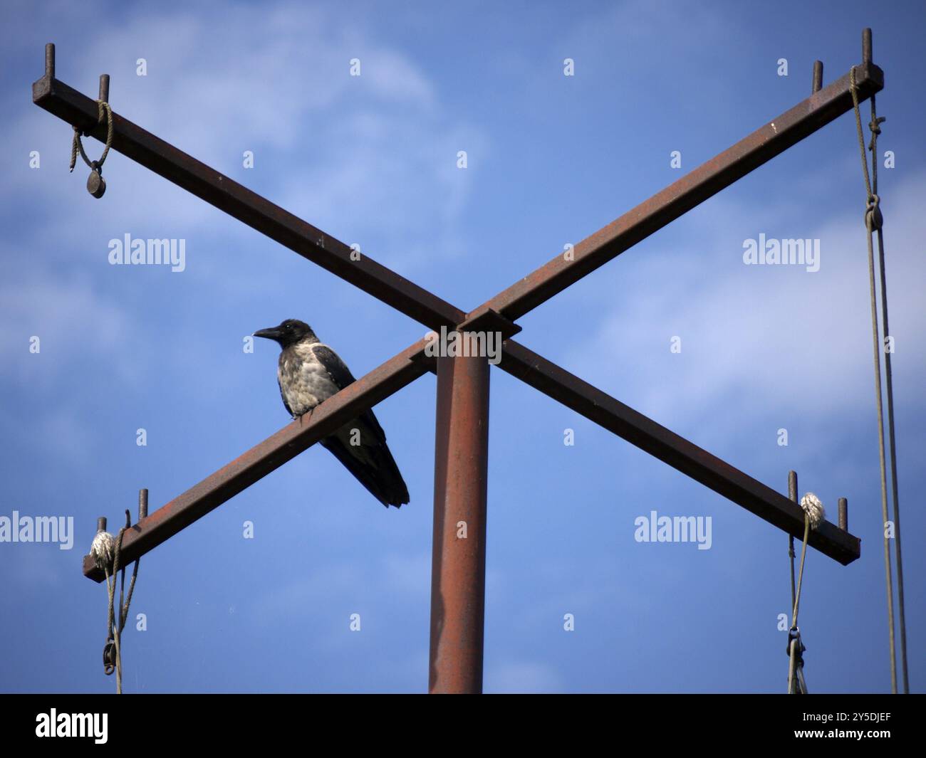 Crows natural habitat hi-res stock photography and images - Alamy