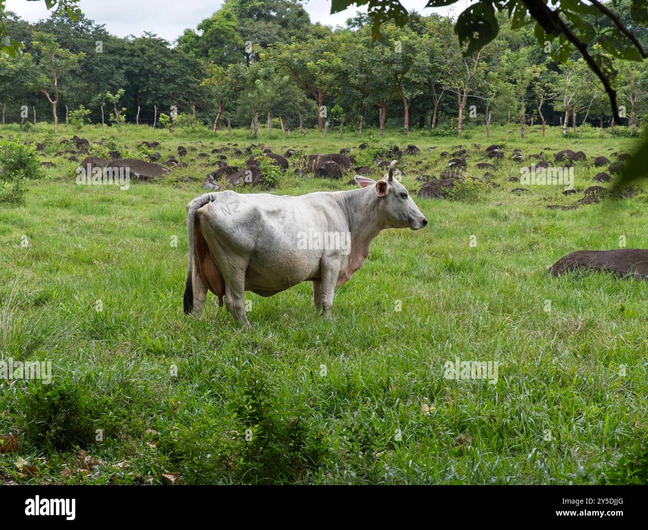 Cow in a pasture in Chiriquí, Panama Stock Photo - Alamy