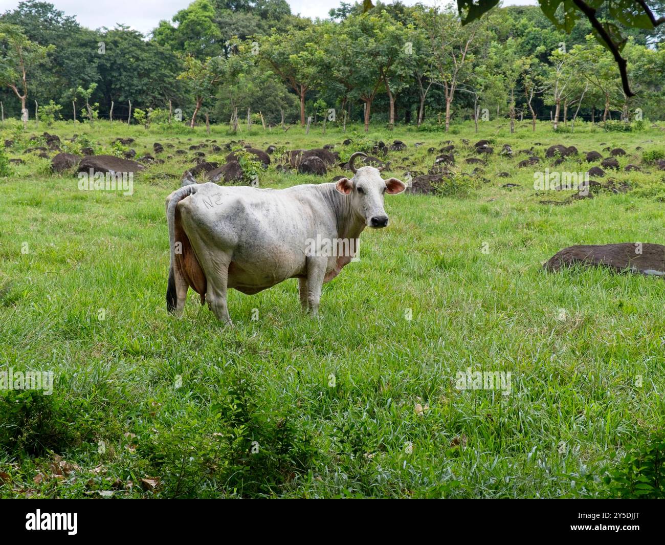 Cow in a pasture in Chiriquí, Panama Stock Photo - Alamy