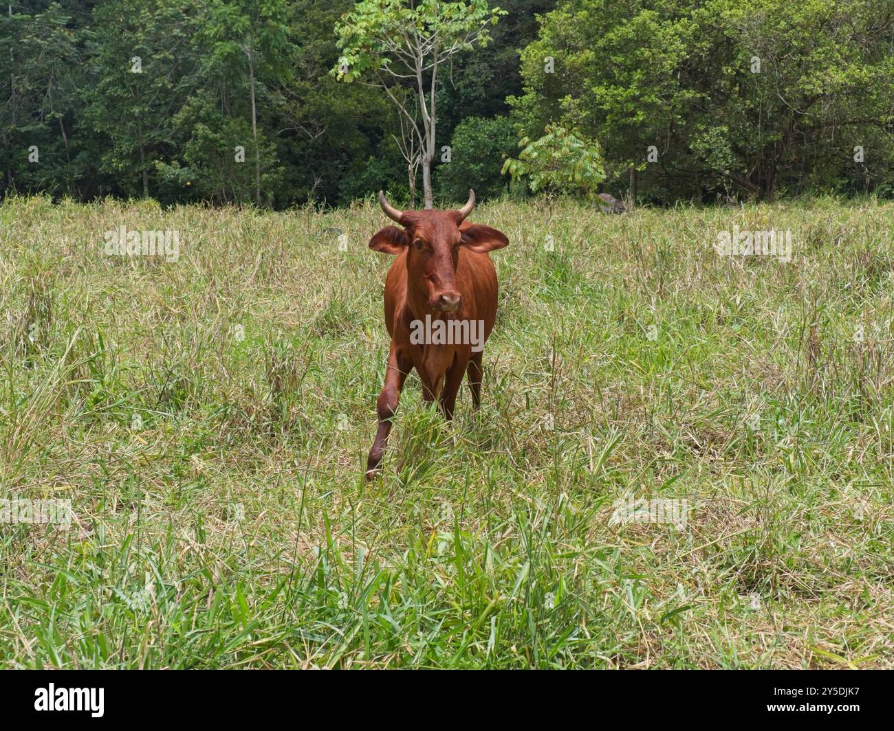 Cow in a pasture in Chiriquí, Panama Stock Photo - Alamy