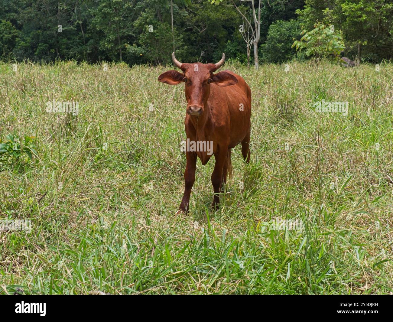 Cow in a pasture in Chiriquí, Panama Stock Photo - Alamy
