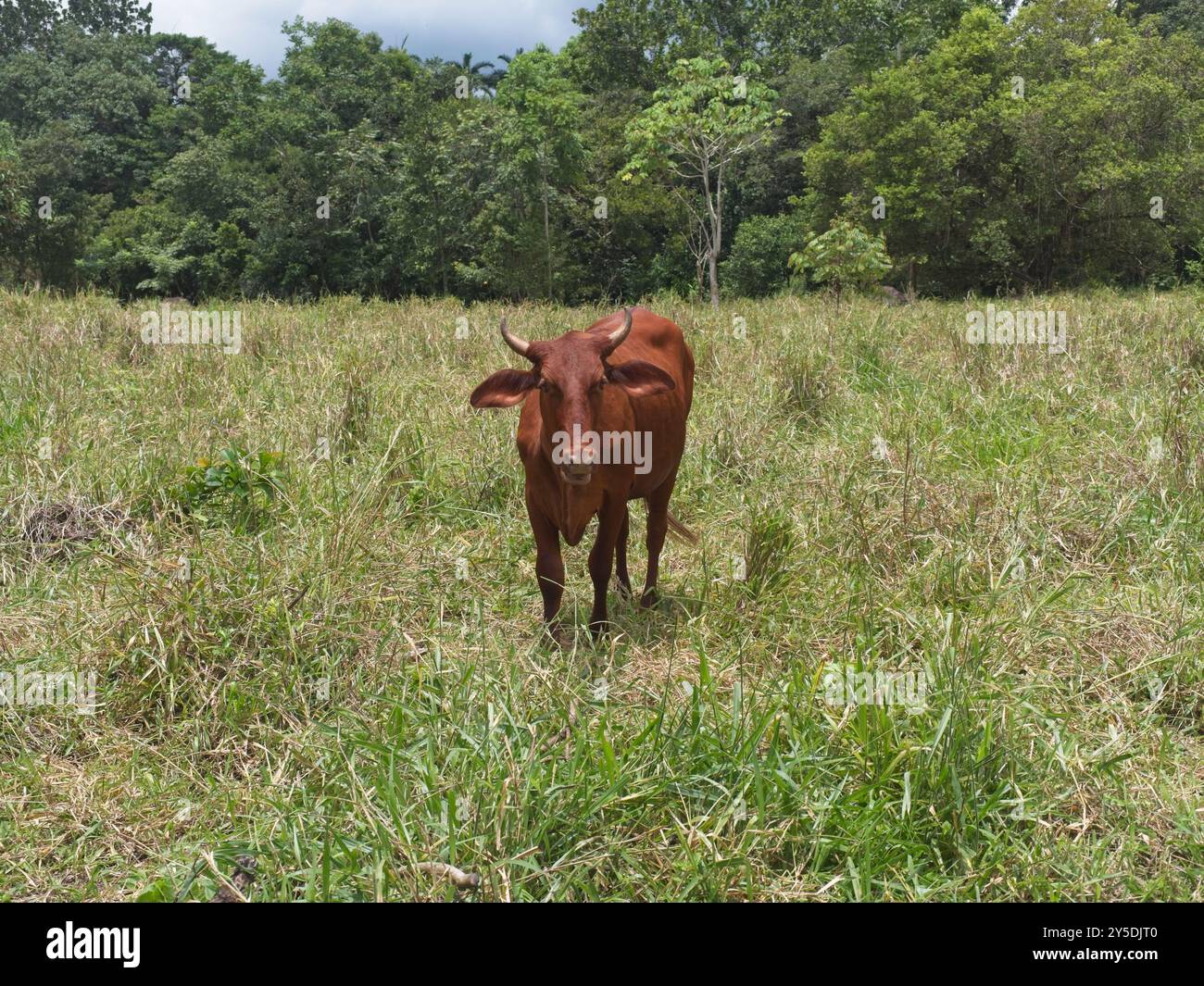 Cow in a pasture in Chiriquí, Panama Stock Photo - Alamy