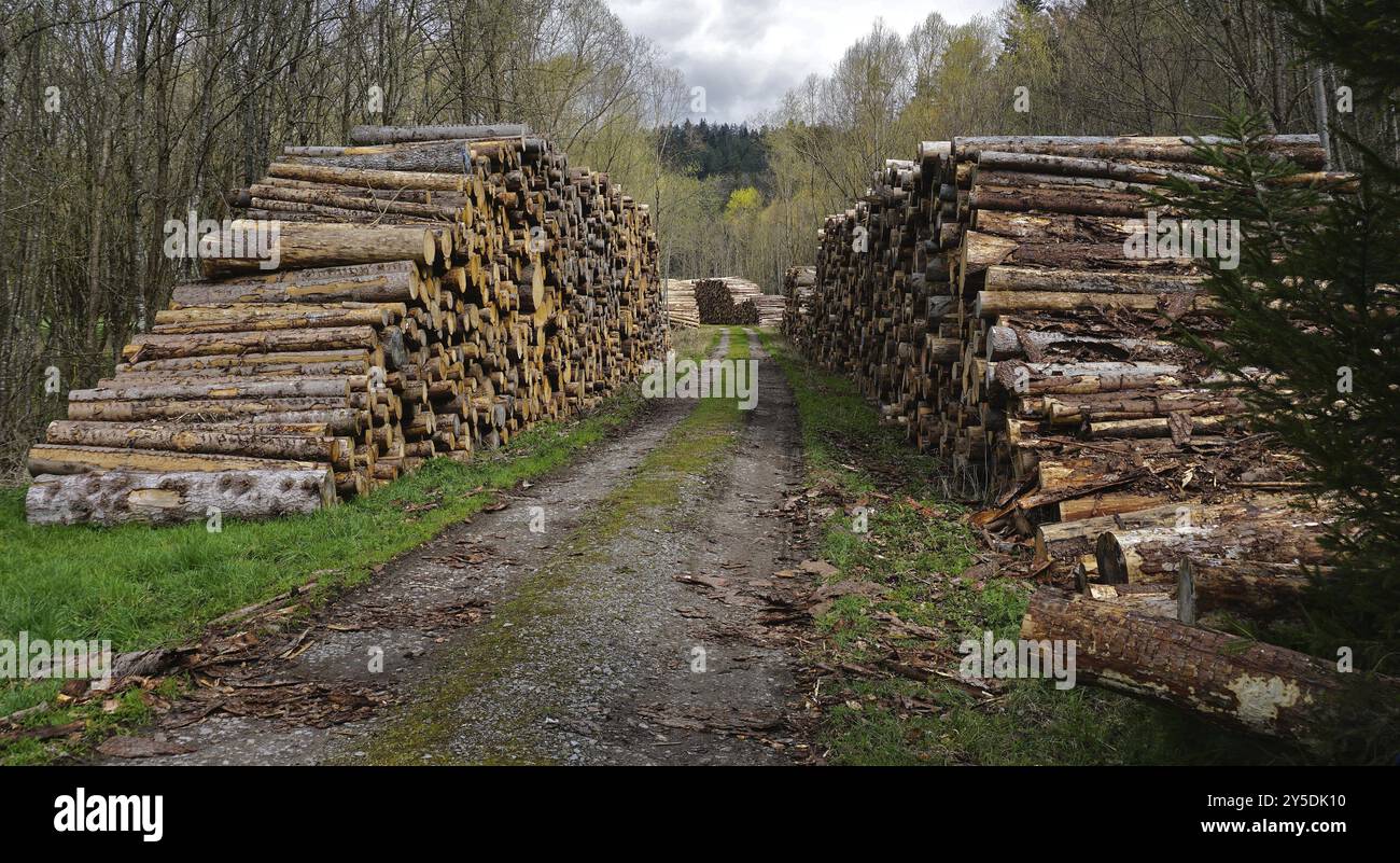 Wood storage yard, logging, woodcutting, forestry, wood pile ...