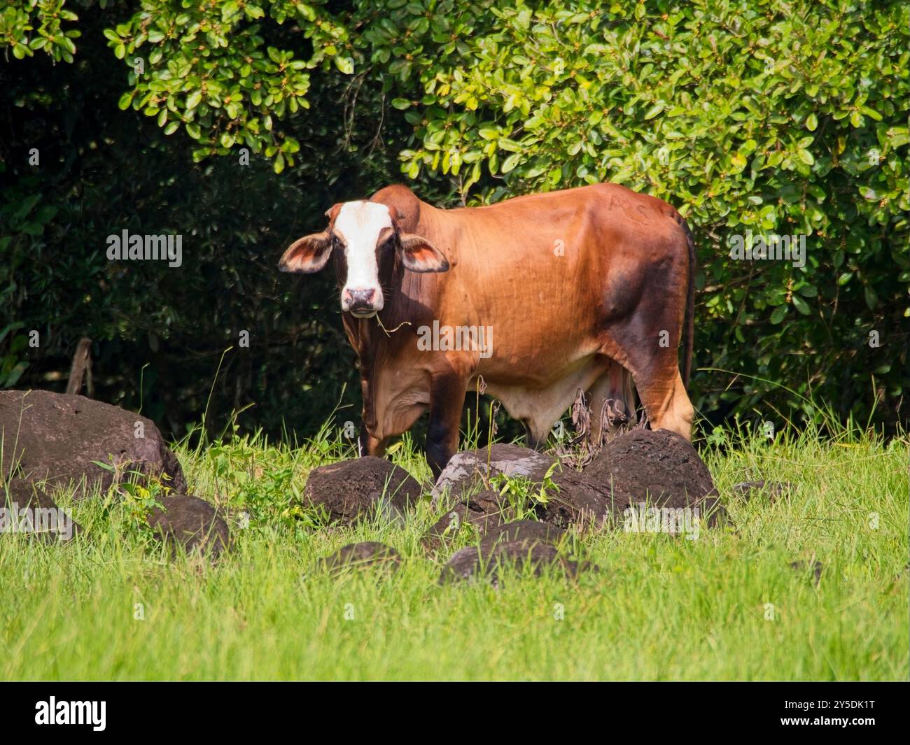 Cow in a pasture in Chiriquí, Panama Stock Photo - Alamy