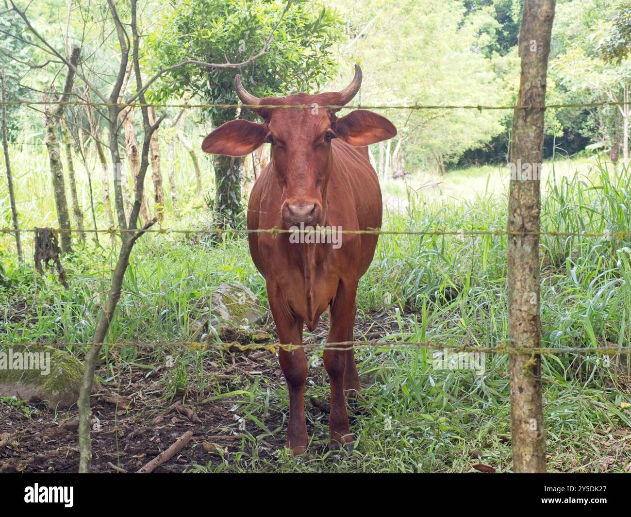 Cow in a pasture in Chiriquí, Panama Stock Photo - Alamy