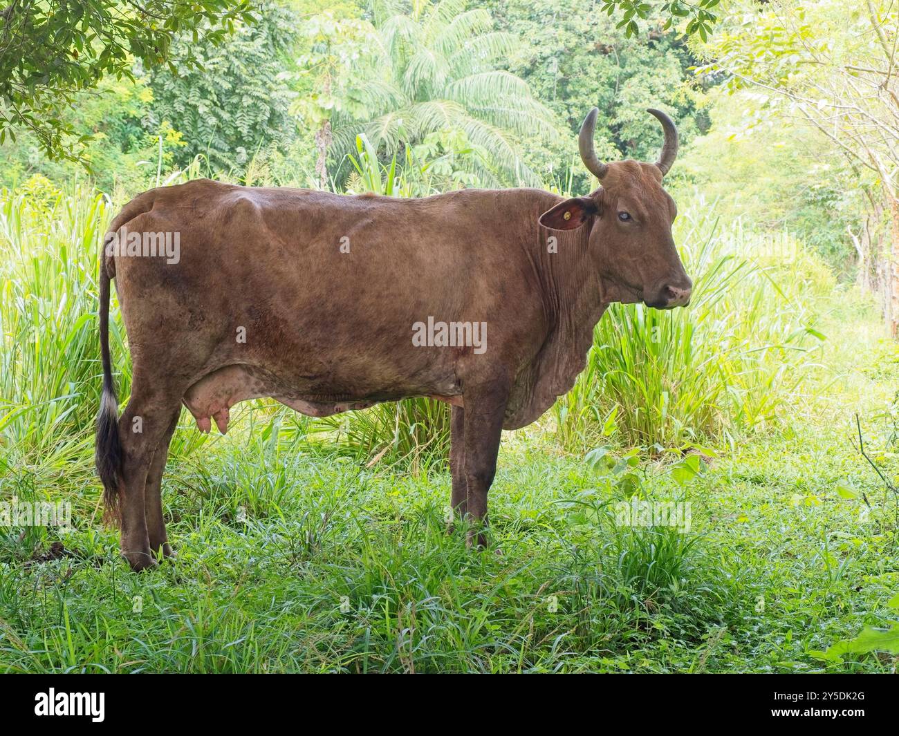 Cow in a pasture in Chiriquí, Panama Stock Photo - Alamy