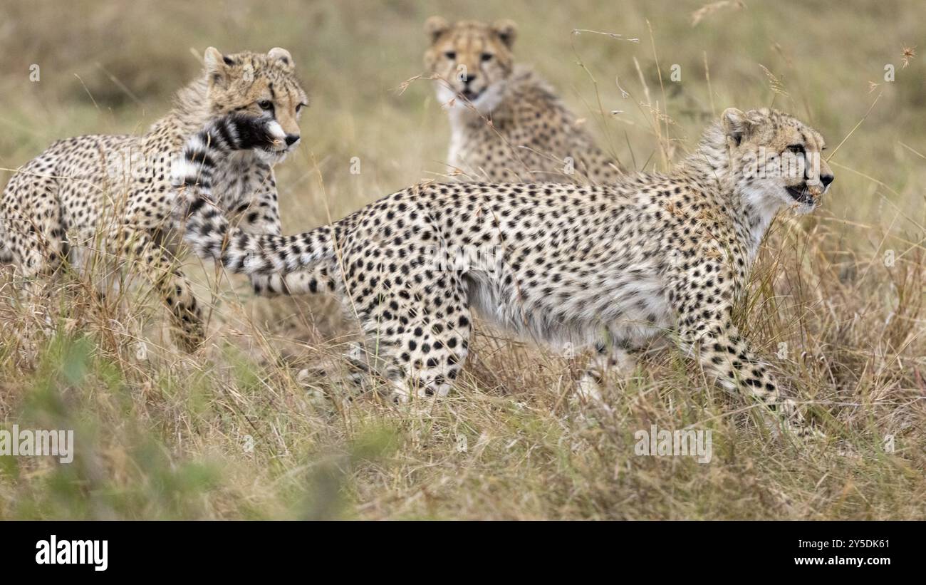 Three one-year-old vultures learn to hunt through play Stock Photo - Alamy