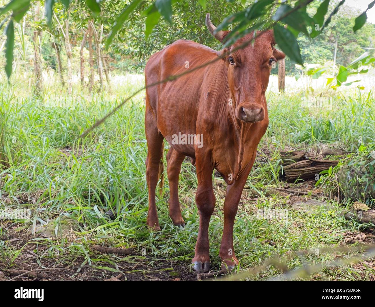 Cow in a pasture in Chiriquí, Panama Stock Photo - Alamy