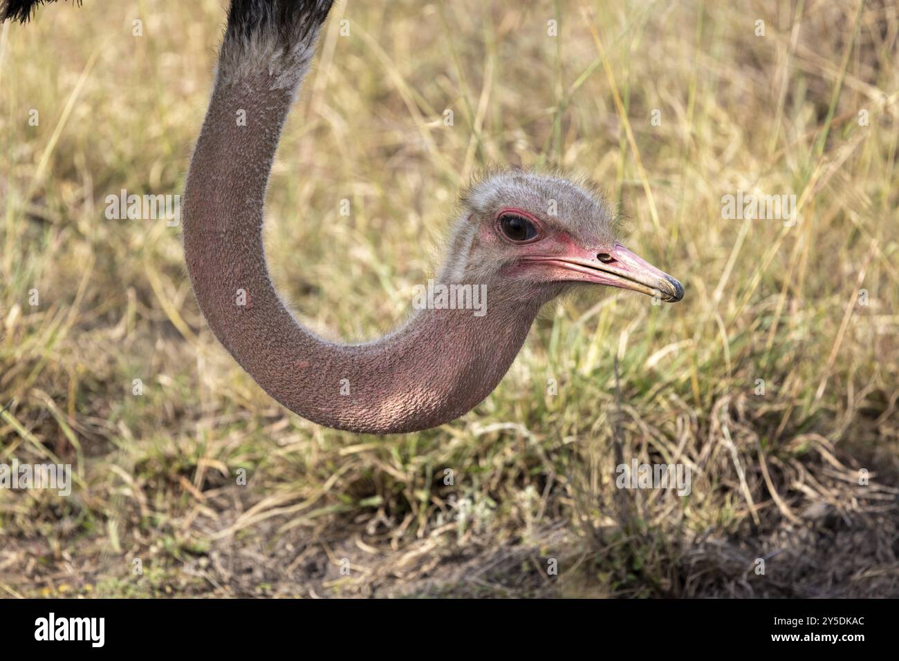 Side view of the head and curved neck of a male ostrich Stock Photo - Alamy