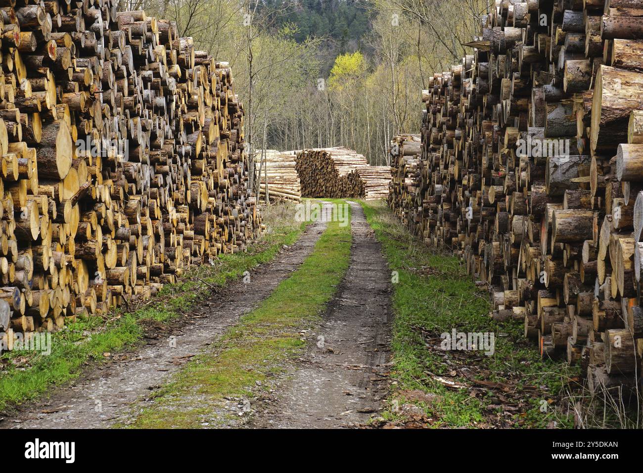 Wood storage yard, logging, woodcutting, forestry, wood pile ...
