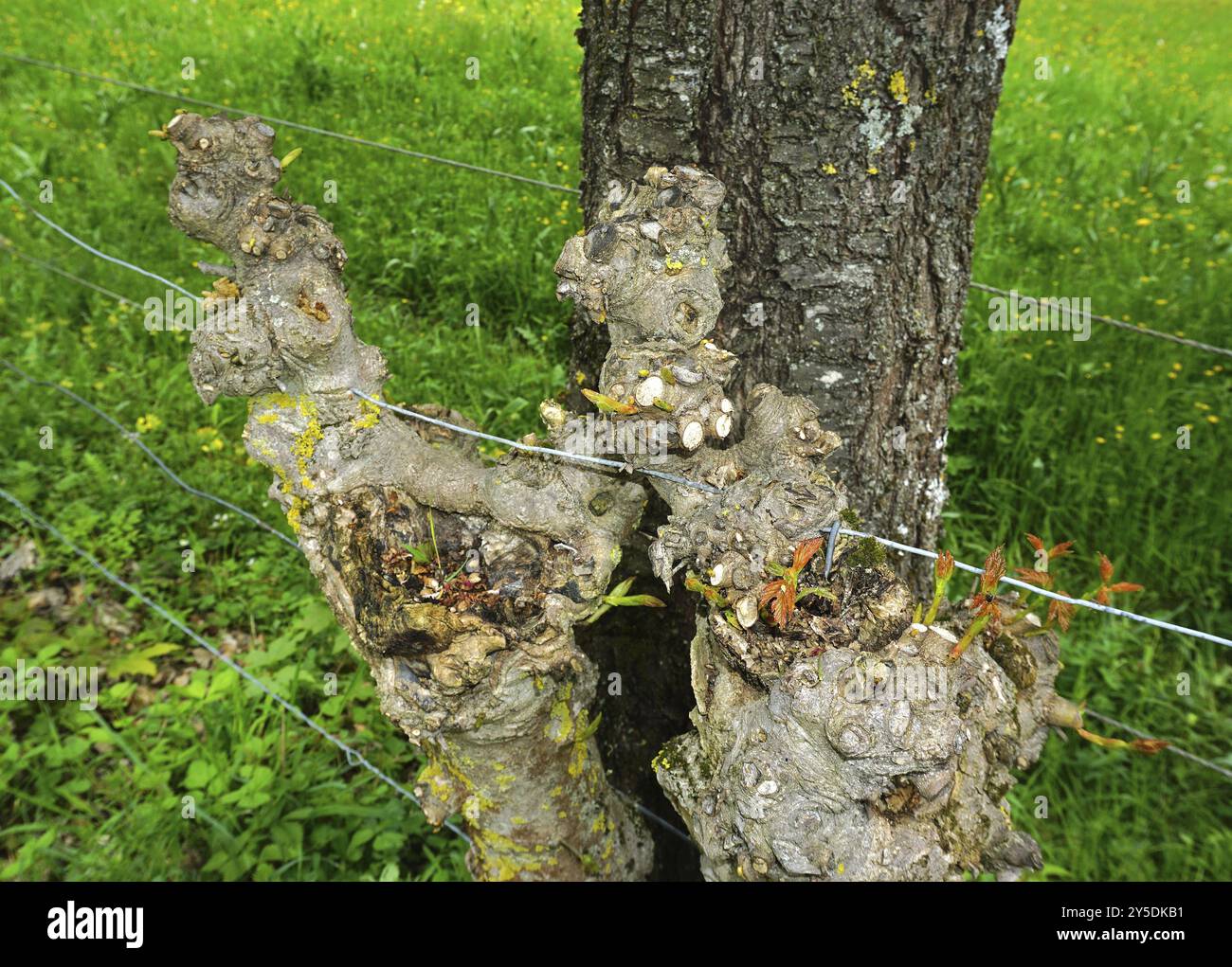 Wire of a pasture fence, grown into a tree, pasture fence wire grown ...