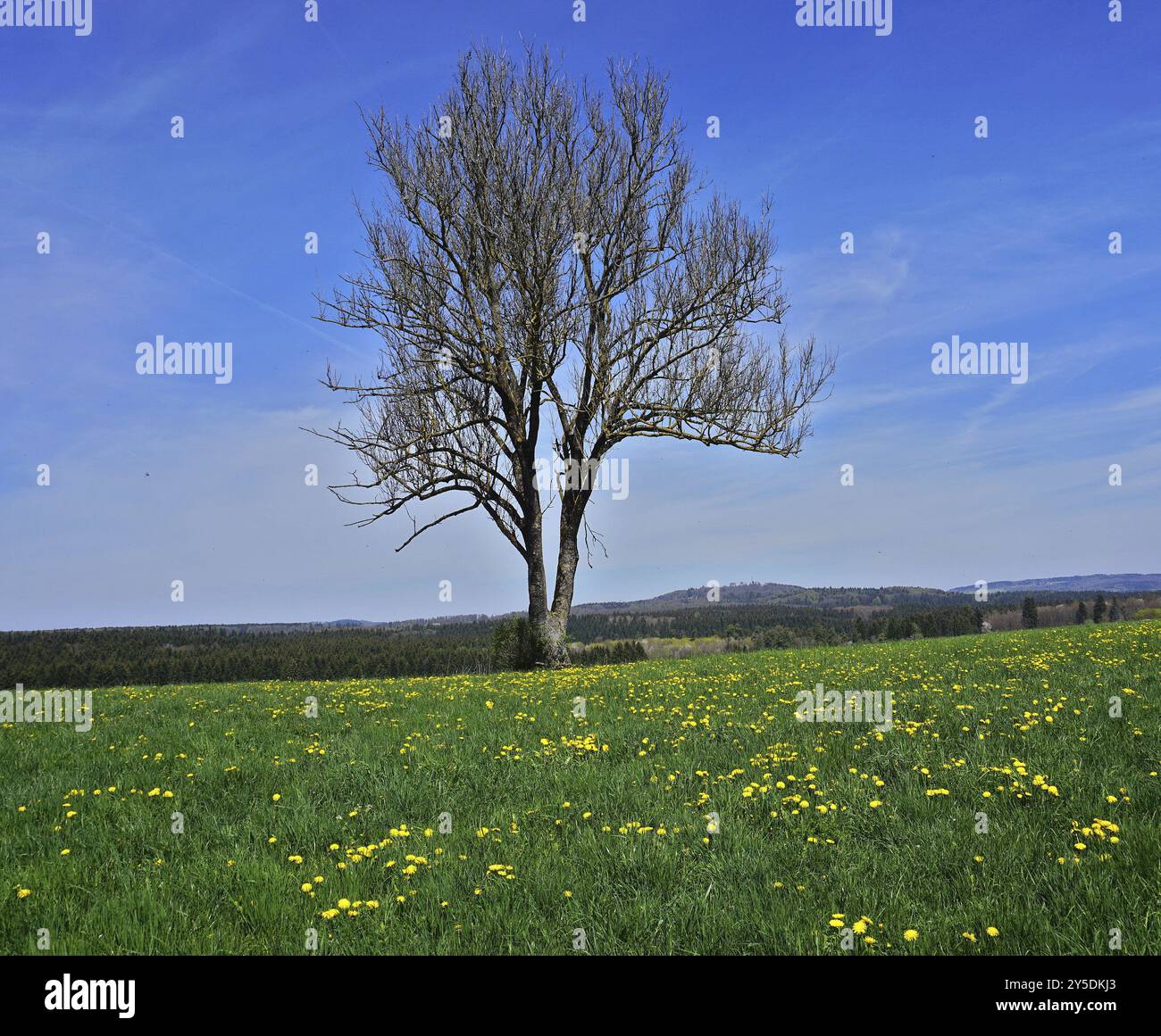 Ash dieback, common ash, fraxinus excelsior, european ash, leafless ash ...