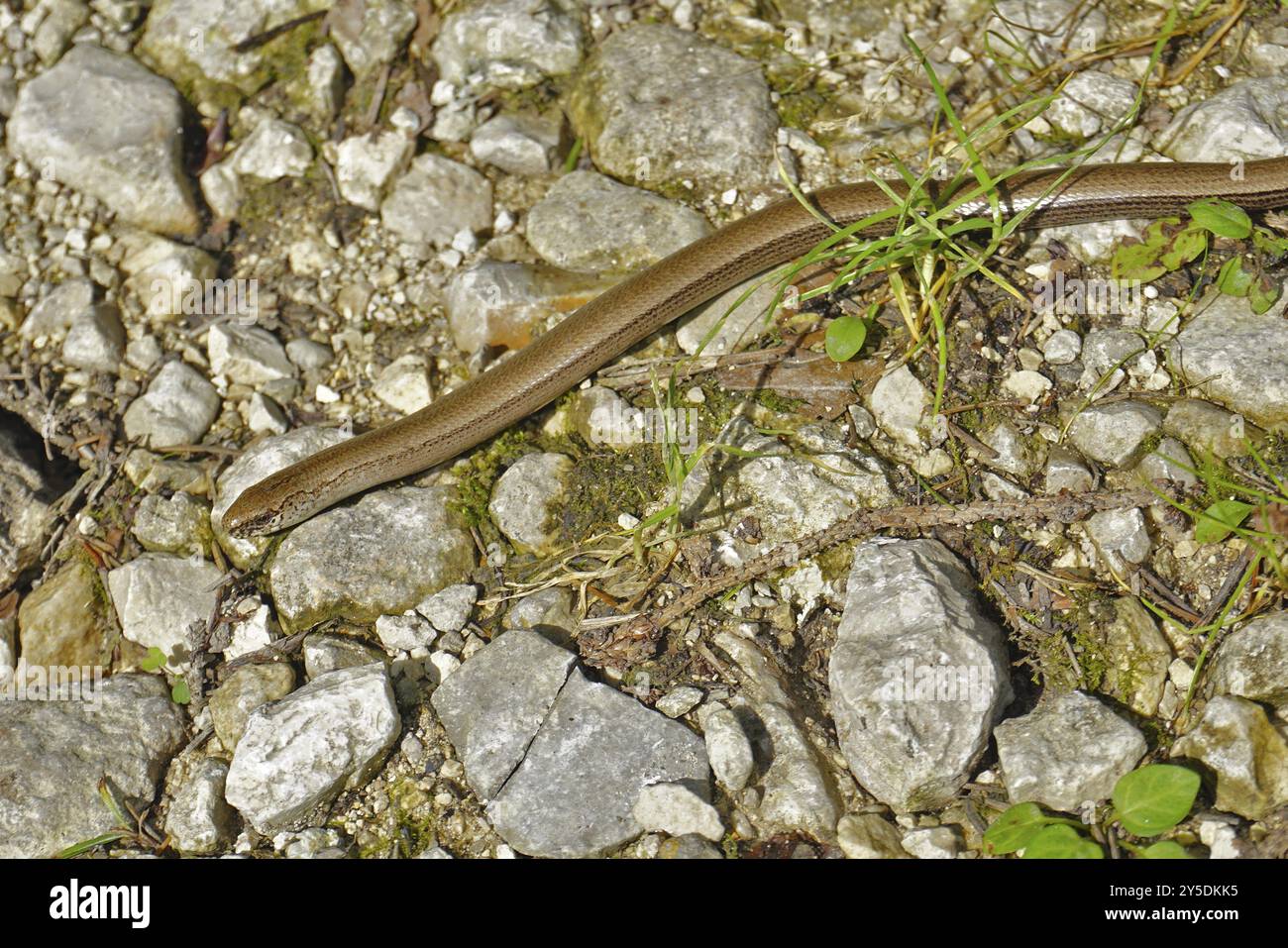 Blindschleiche, Anguis fragilis, blind worm, slowworm, (common) slow ...