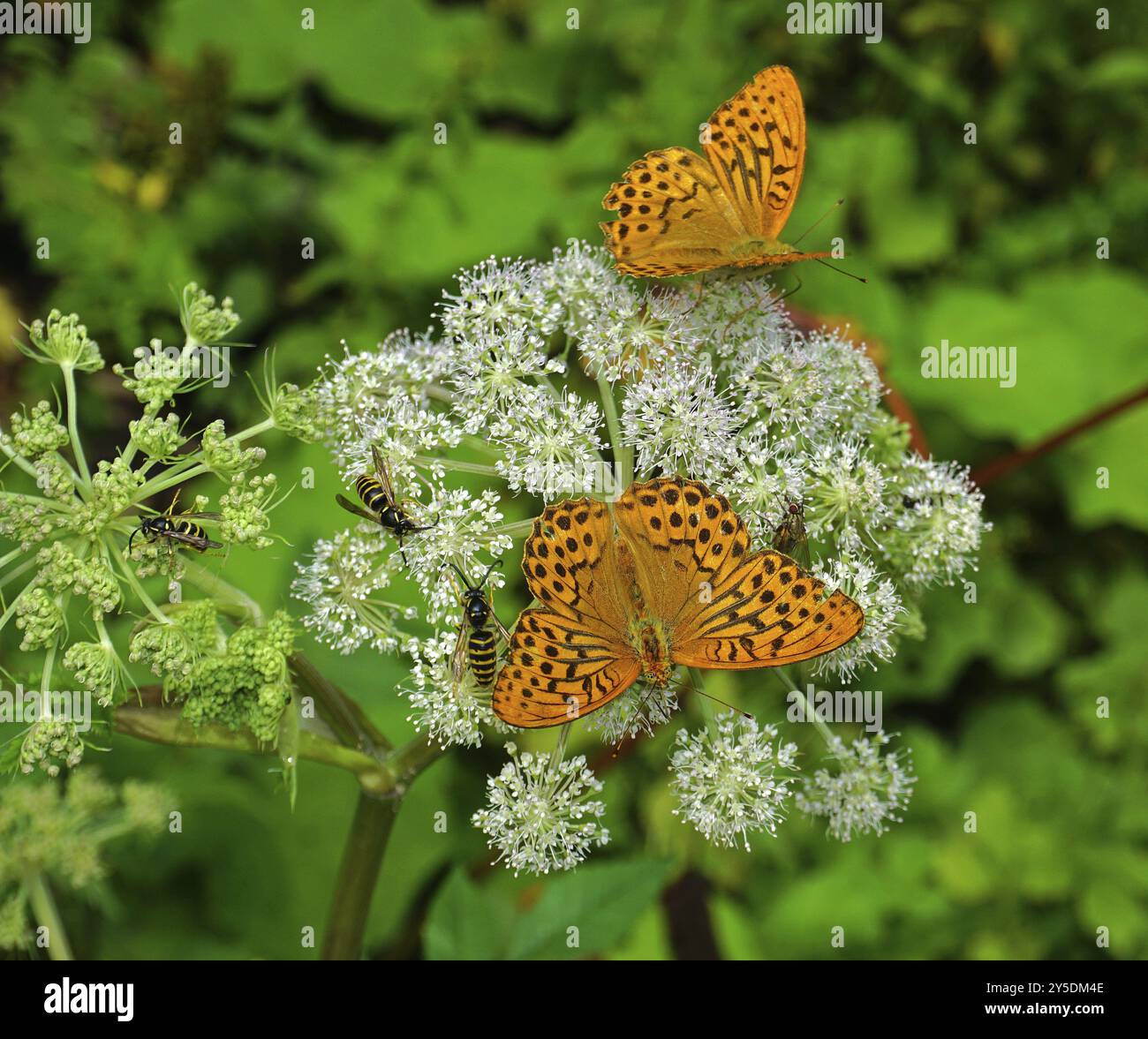 Emperor mantle, Argynnis paphia, silver-washed fritillary, and field ...