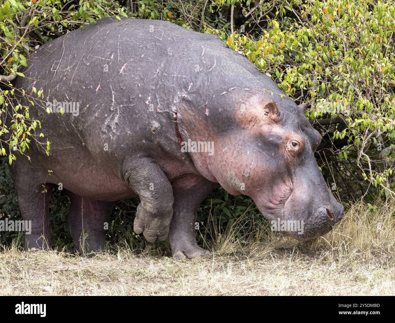 An injured hippo with a deep neck wound has retreated to a bush Stock ...