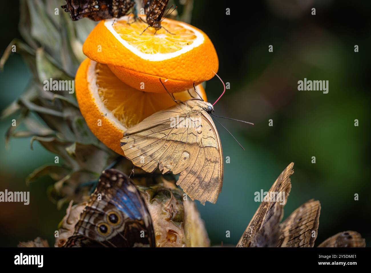 Beautiful colorful butterfly insect in the jungle rainforest Stock ...