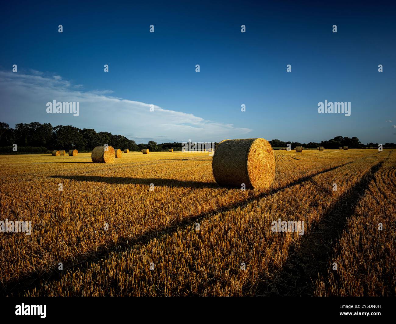 Fields of Circular Hay Bales in the Suffolk Countryside Stock Photo - Alamy