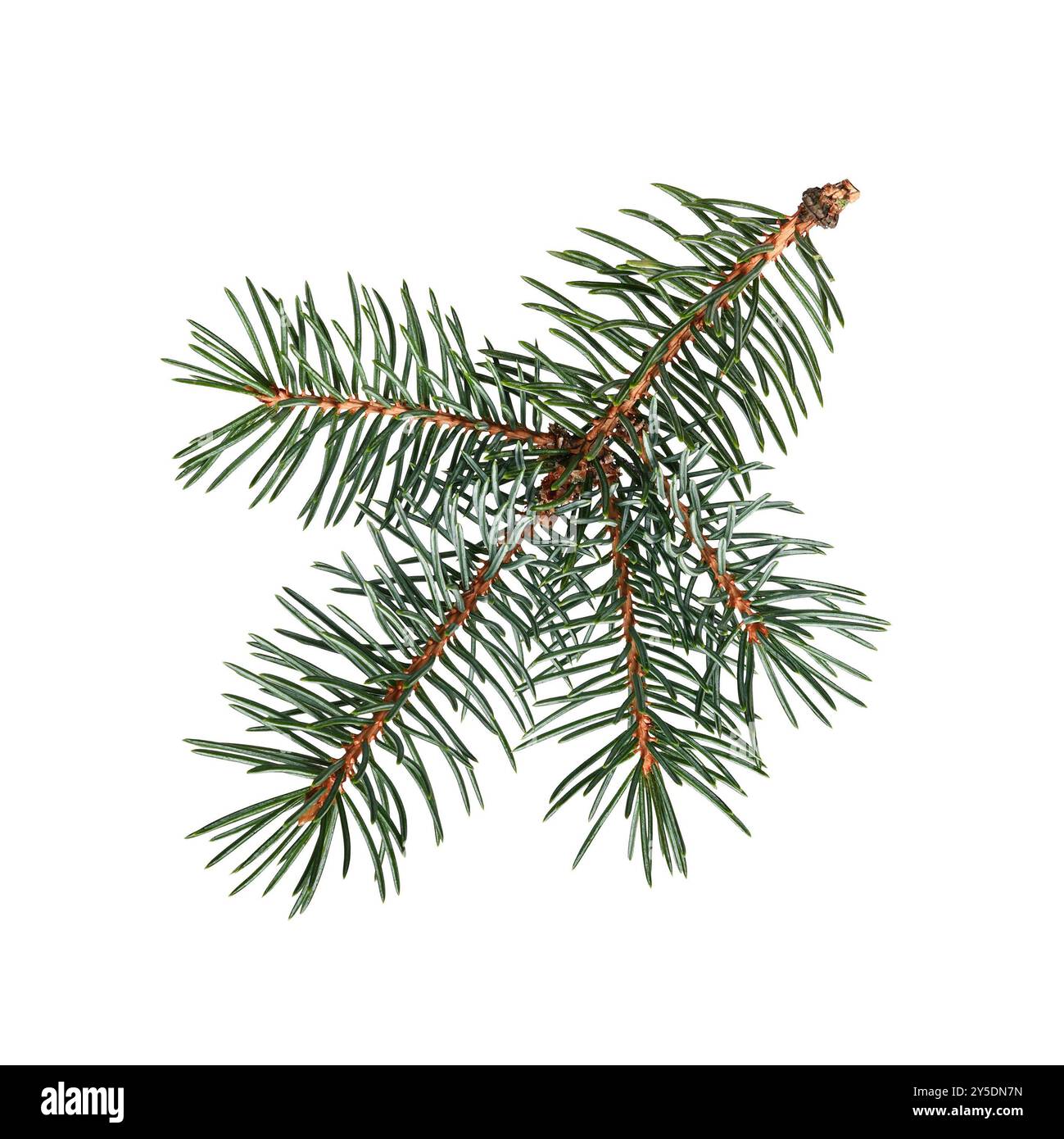 Coniferous tree branch isolated on white background. Blue spruce, Christmas tree. Design element ...