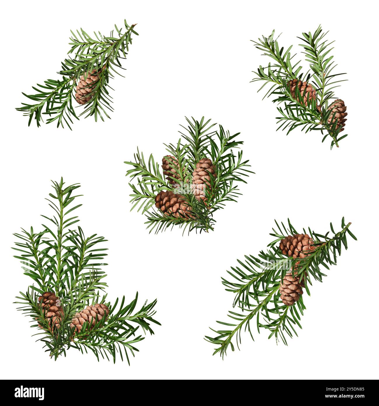 Green conifer brown cones Cut Out Stock Images & Pictures - Alamy