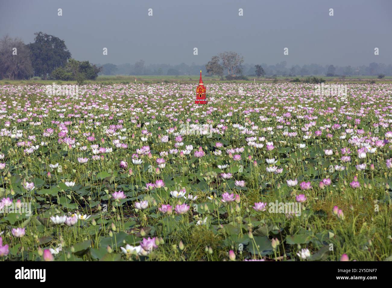 Lotus field in Cambodia Stock Photo - Alamy