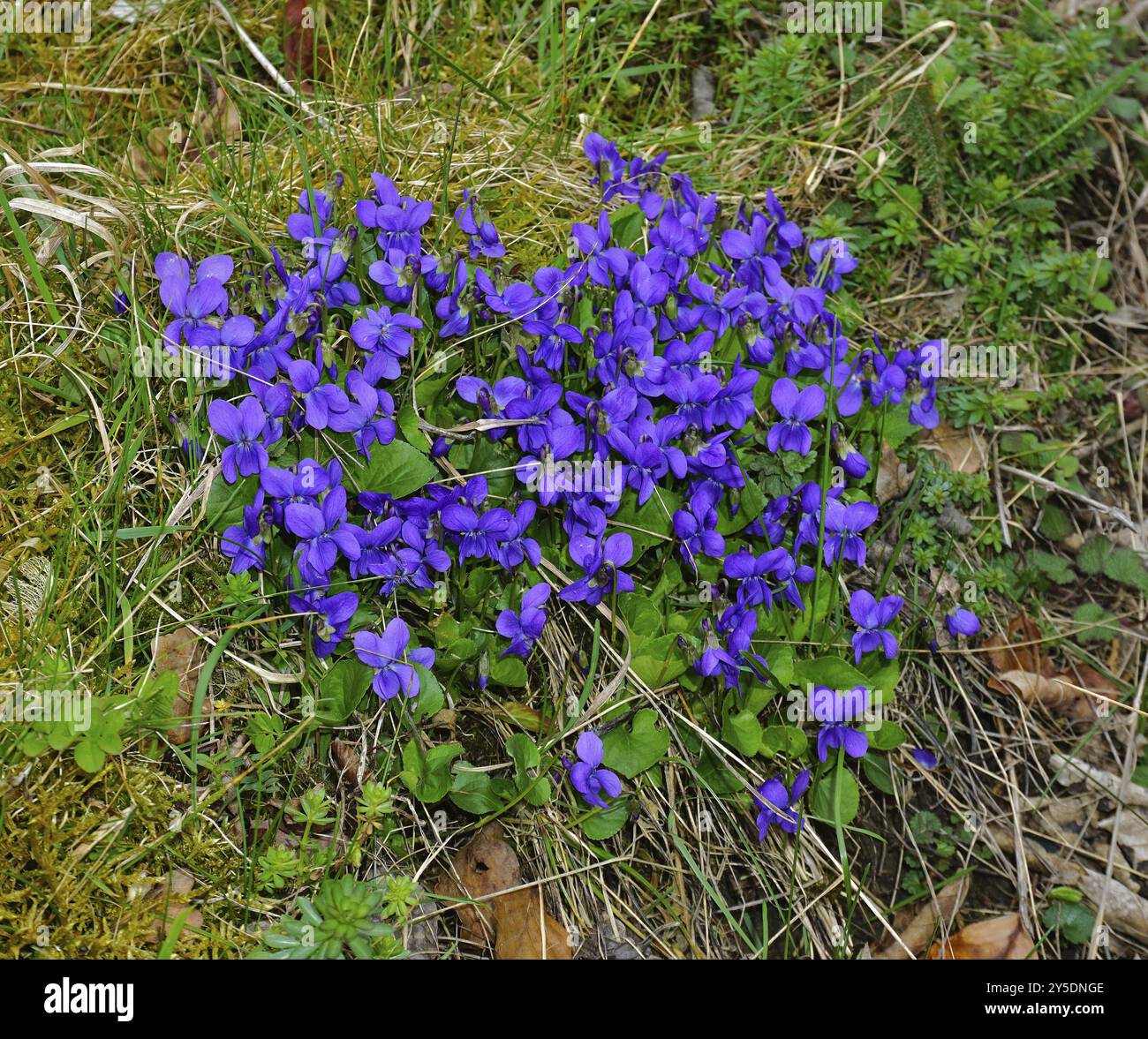 Wood violet, forest violet, Viola, Viola reichenbachiana, wood violet ...