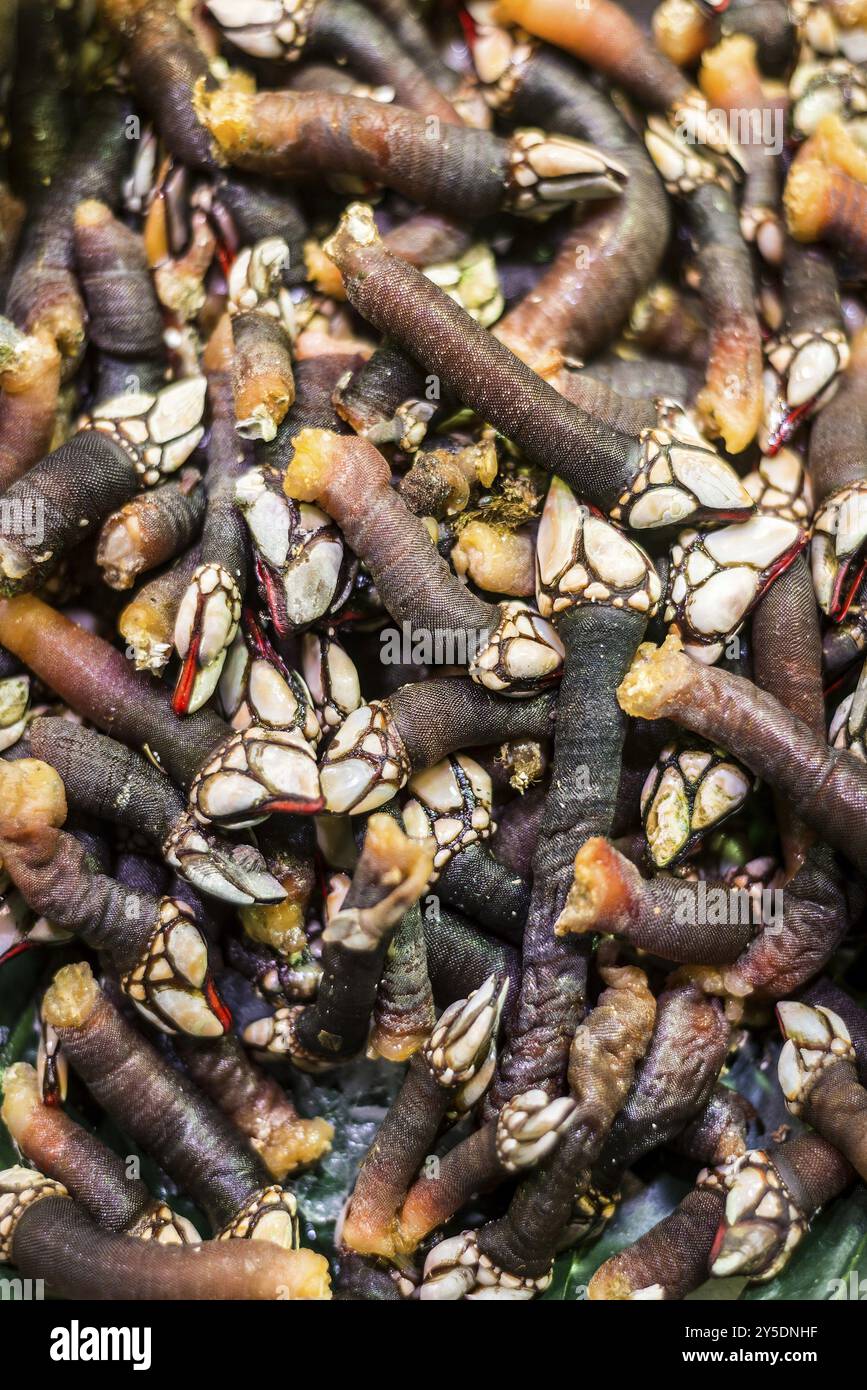 Fresh percebes goose barnacles rare unusual seafood on display in ...