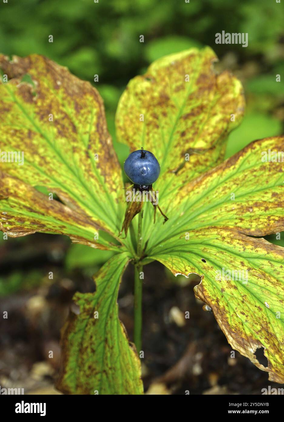 Single berry, four-leaved single berry, Paris quadrifolia, herb Paris ...
