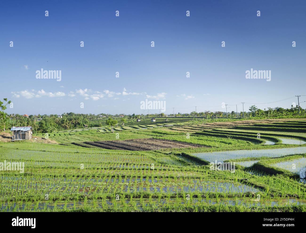 Terraced rice fields landscape in bali, indonesia Stock Photo - Alamy
