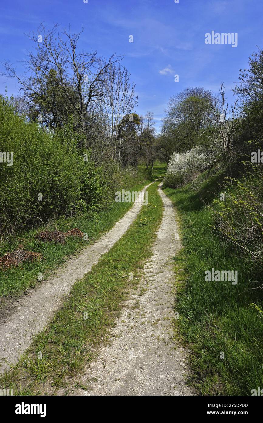 Hollow way zwischen Straeuchern und Baeumen auf der Schwaebischen Alb ...