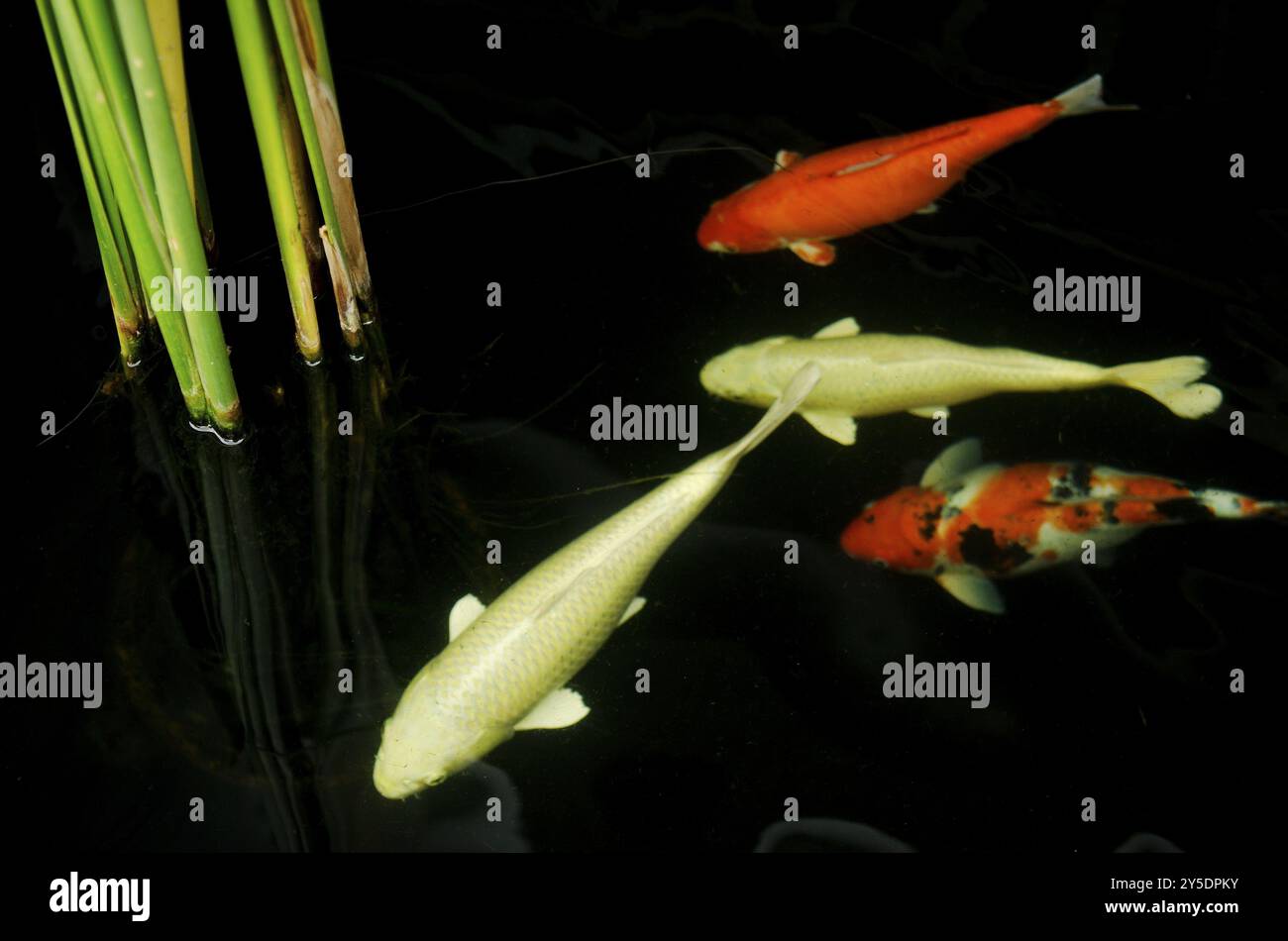 Koi fish in pond Stock Photo - Alamy