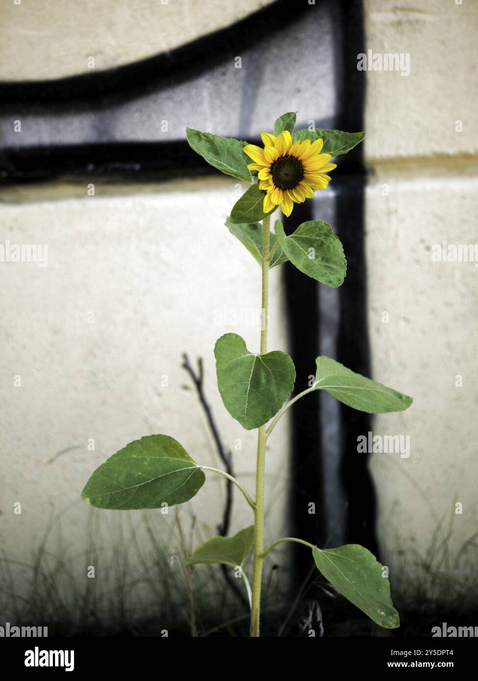 Sunflower in front of house wall with graffiti Stock Photo - Alamy