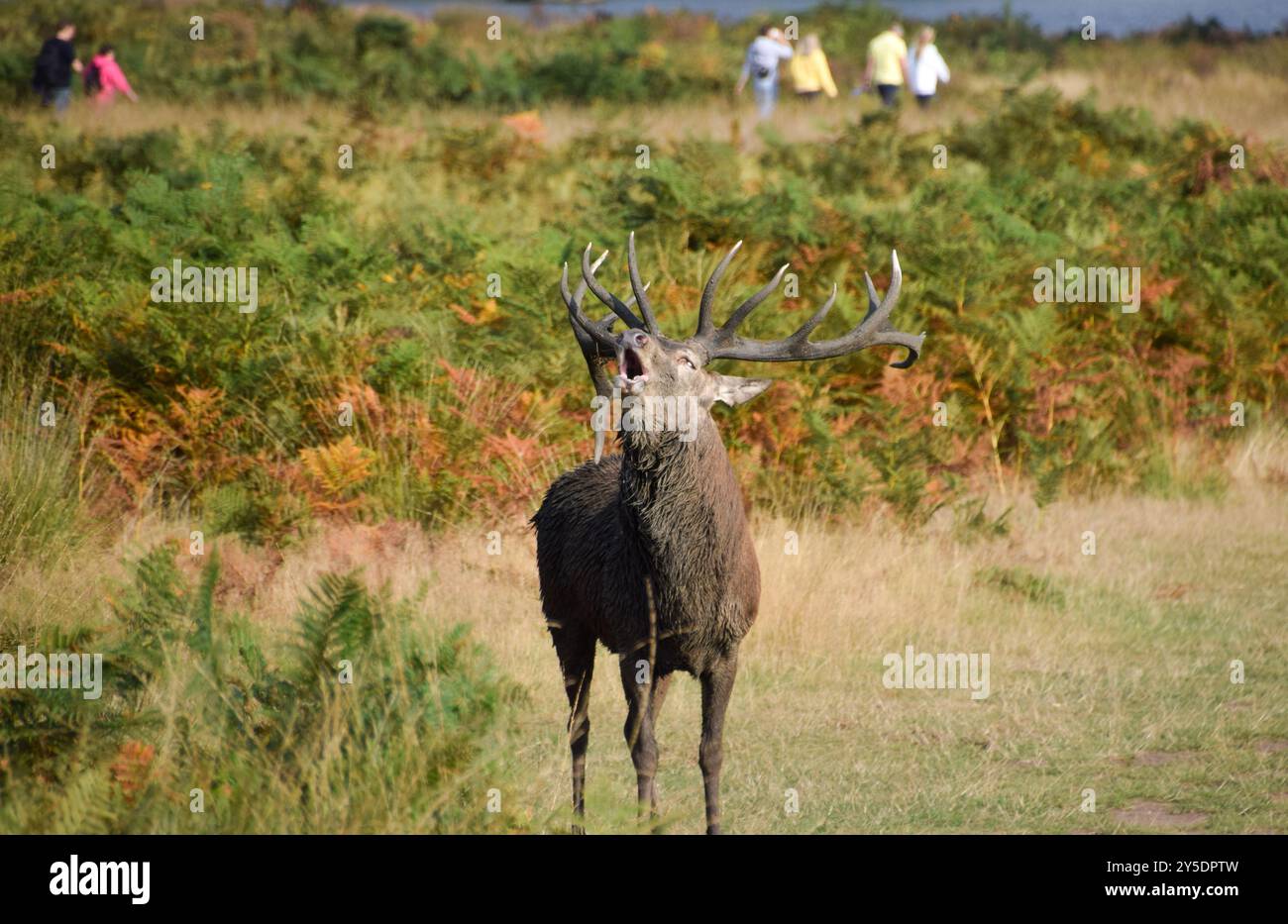 London, England, UK. 21st Sep, 2024. A stag bellows in Richmond Park as ...