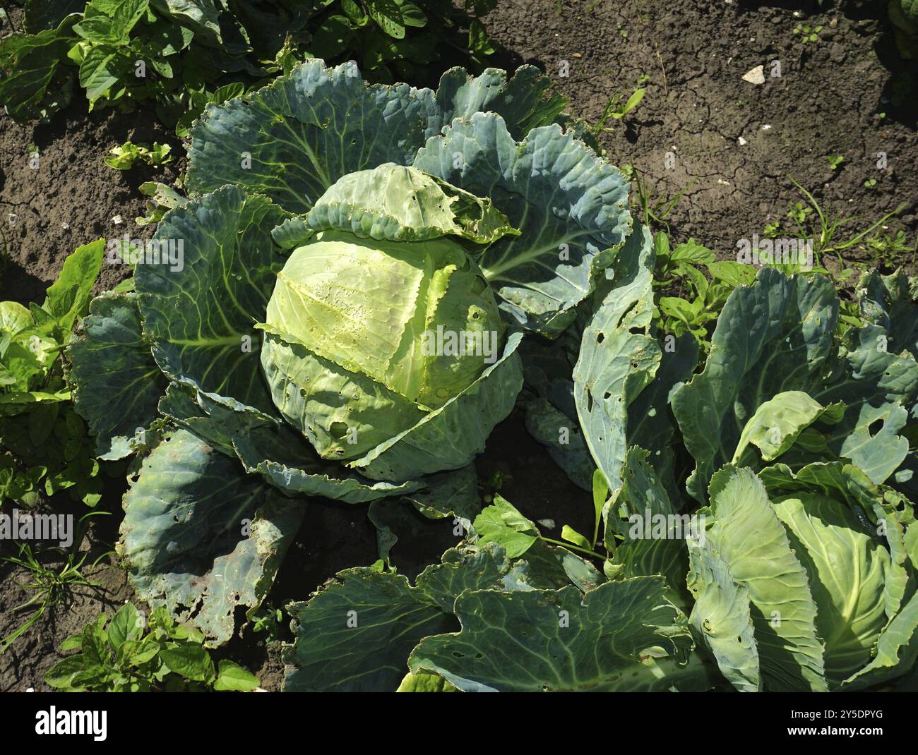 White cabbage, white cabbage Stock Photo - Alamy