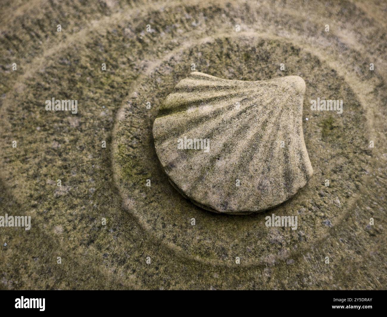 Sculpture of bivalve shell hi-res stock photography and images - Alamy