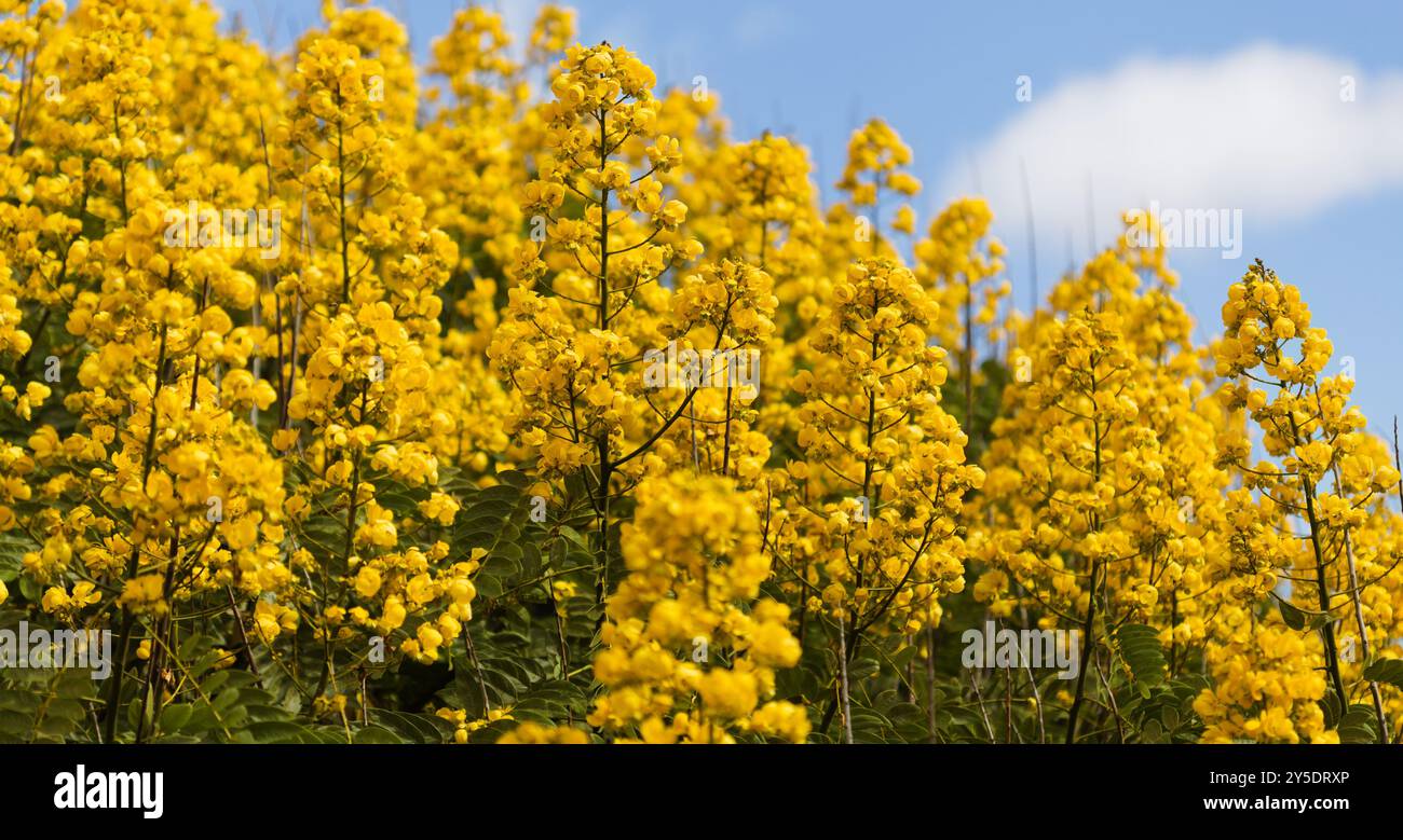 Yellow flowers of Senna spectabilis, golden wonder tree Stock Photo - Alamy