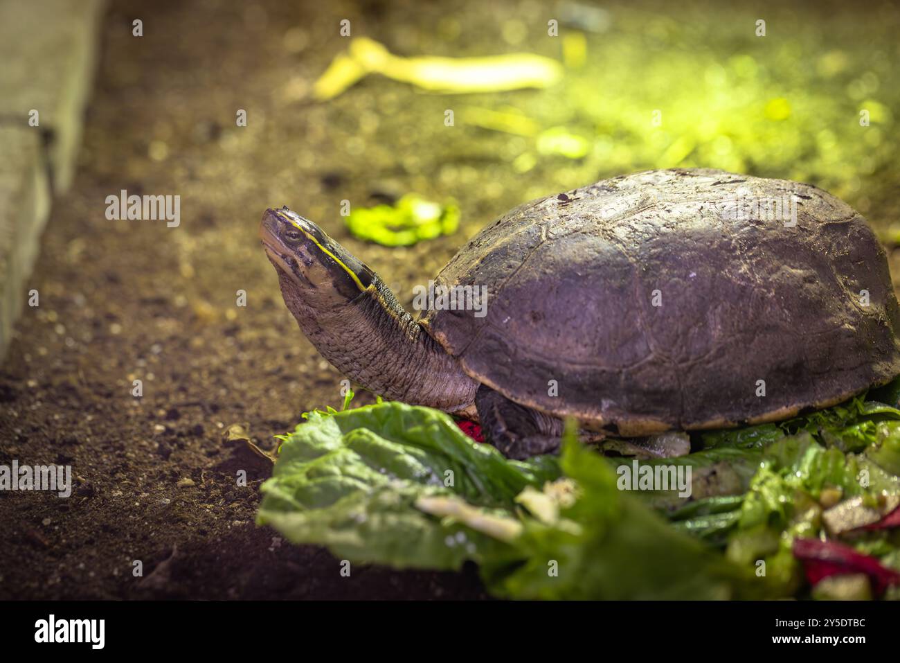 Land tortoise feeding in captivity Stock Photo - Alamy