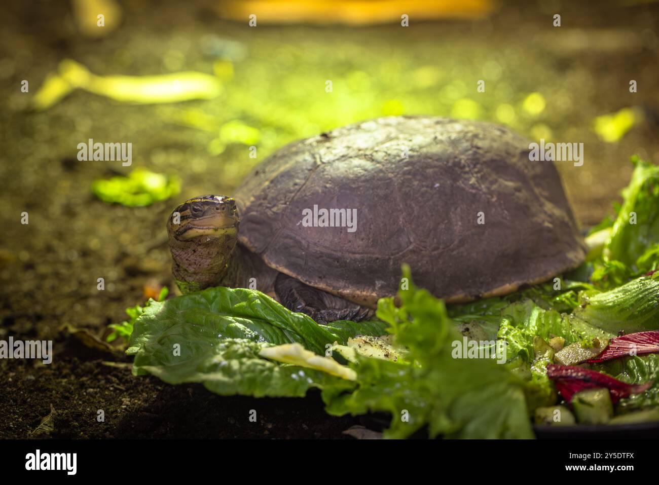 Land tortoise feeding in captivity Stock Photo - Alamy