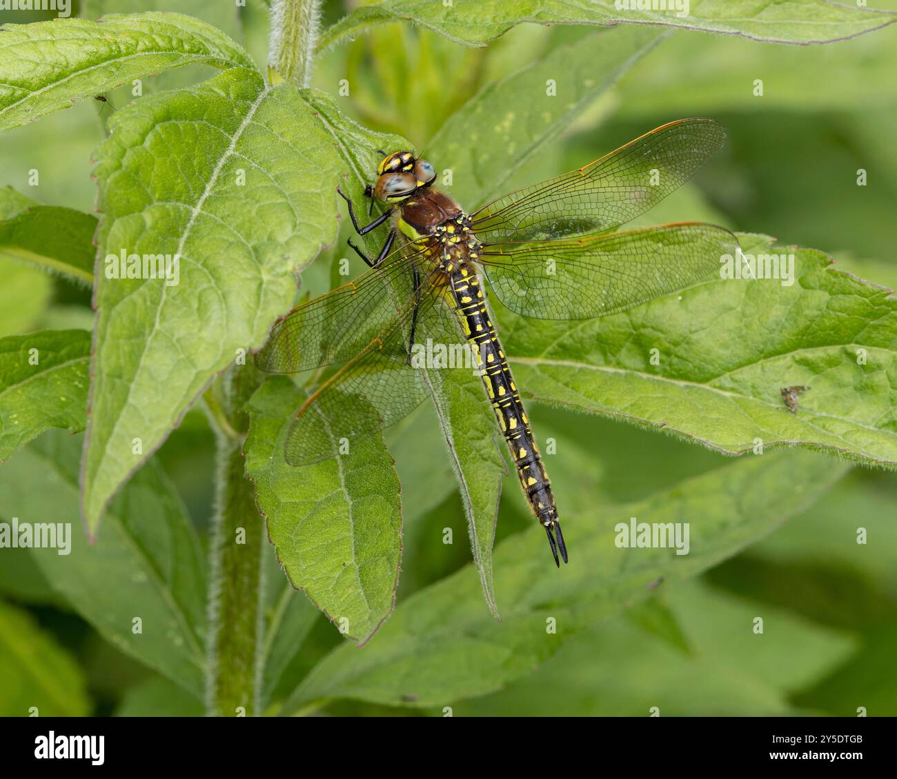 Hairy Dragonfly, female. Brachytron pratense. Priddy Mineries, Somerset ...