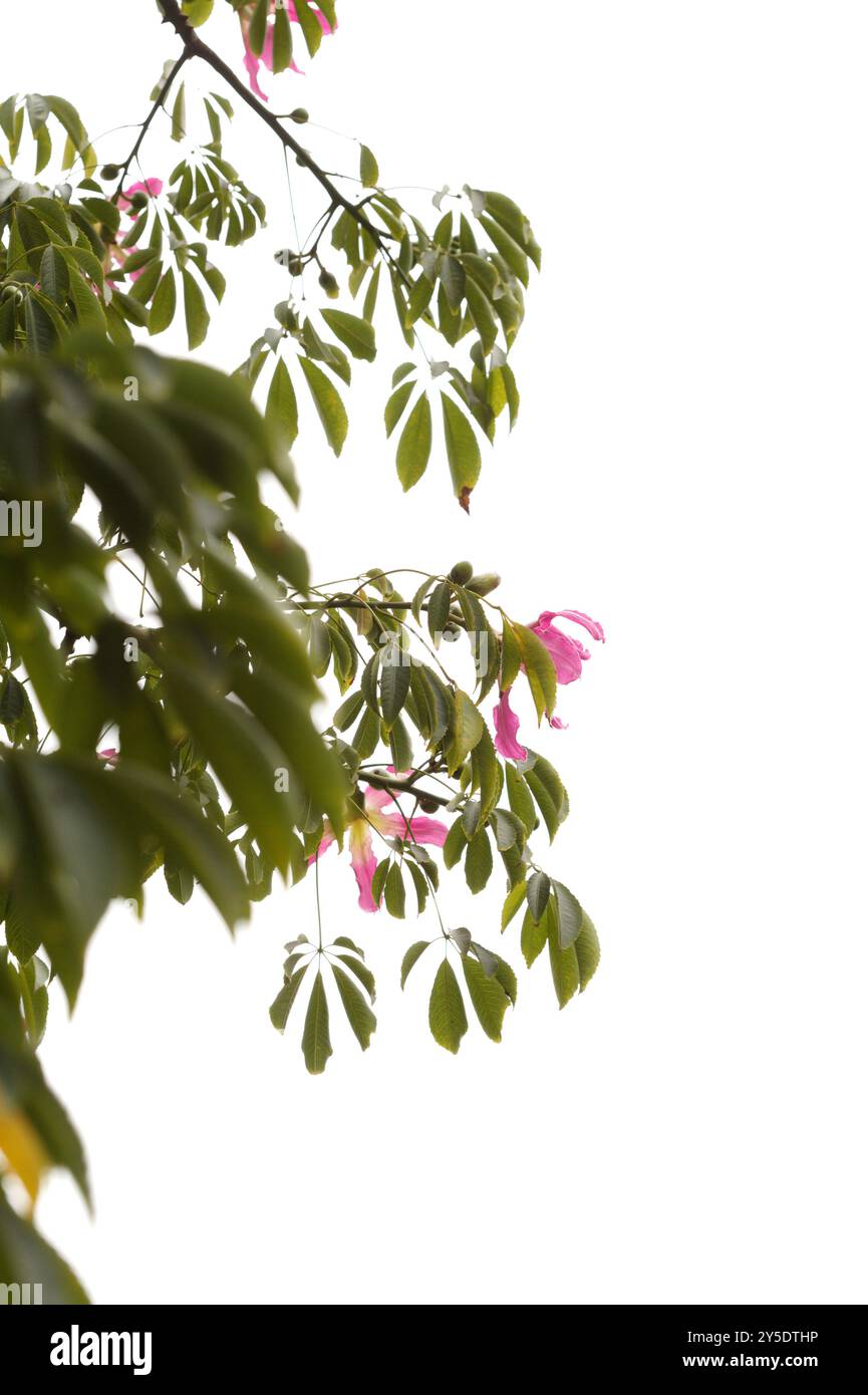 Pink flowers of Ceiba speciosa, silk floss tree Stock Photo - Alamy