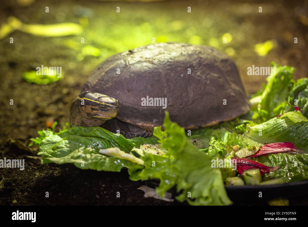 Land tortoise feeding in captivity Stock Photo - Alamy