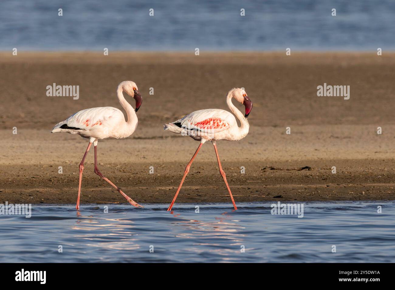 Lesser Flamingos - Phoenicopterus mino, strutting along water edge in ...