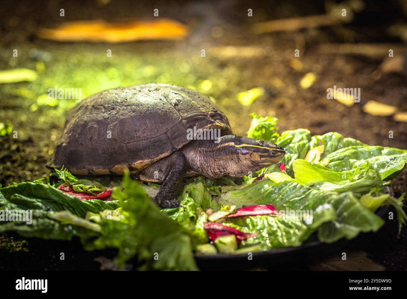 Land tortoise feeding in captivity Stock Photo - Alamy