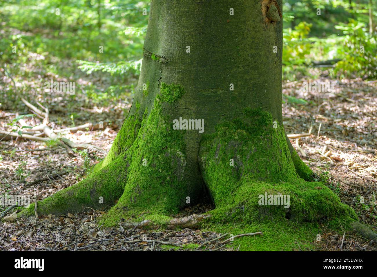 A close-up of a tree trunk in a dense forest, its roots and lower ...