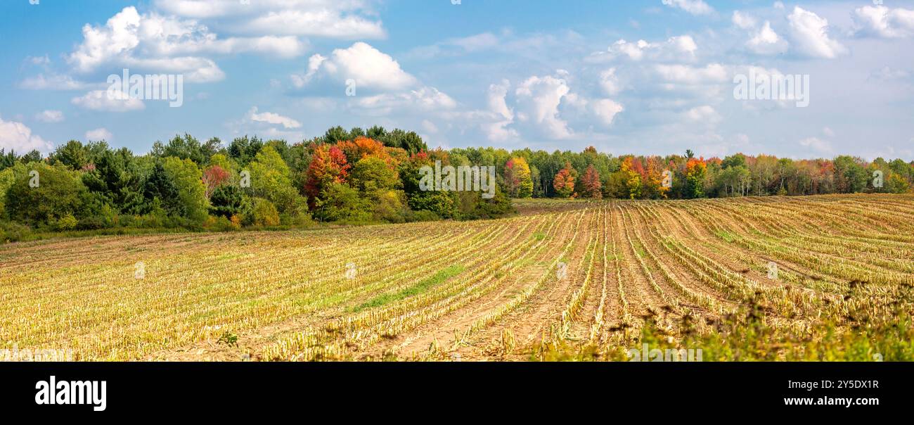 Colorful Wisconsin forest next to farmland in September, panorama Stock ...